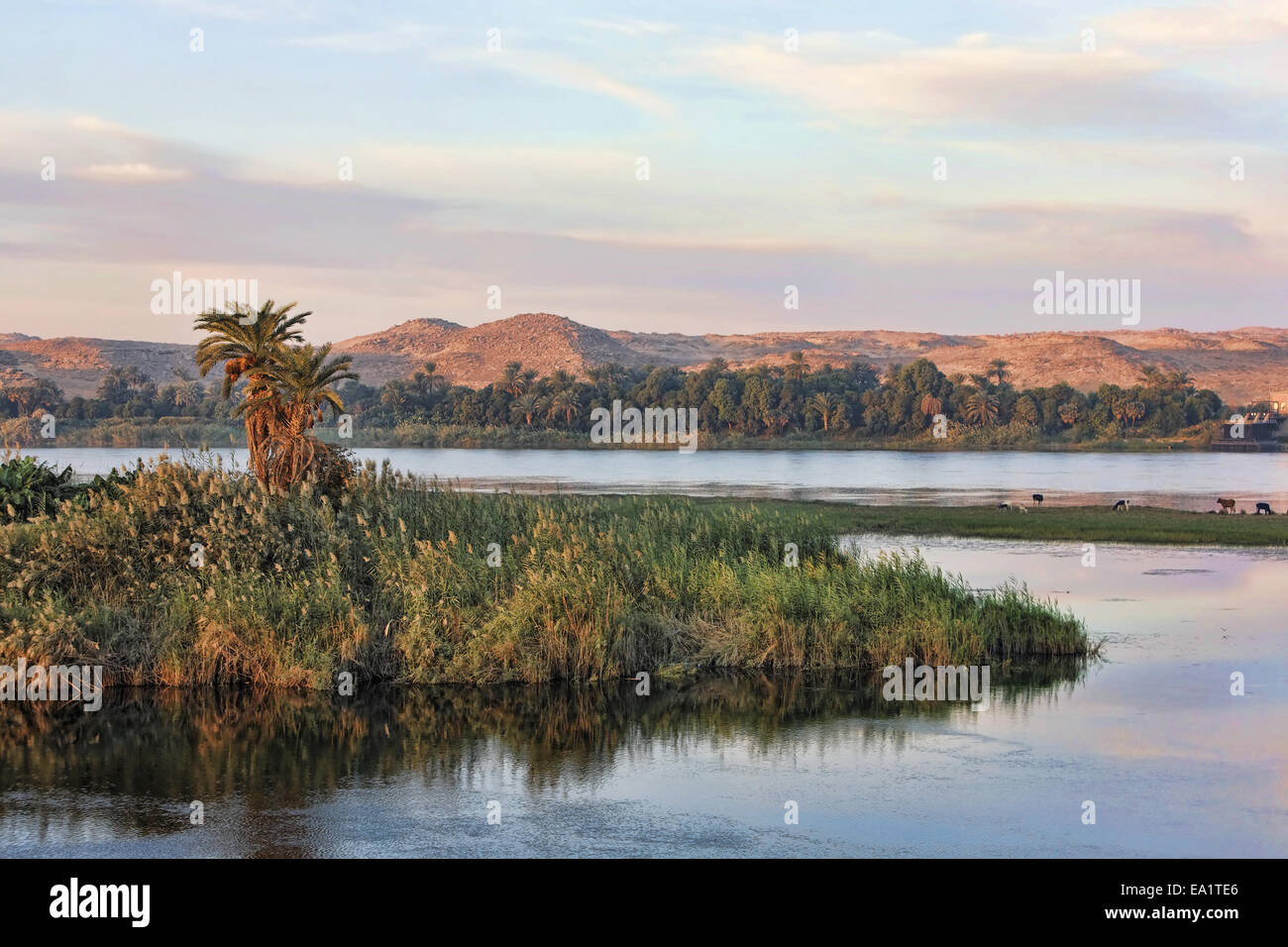 Nile vegetation hi-res stock photography and images - Alamy
