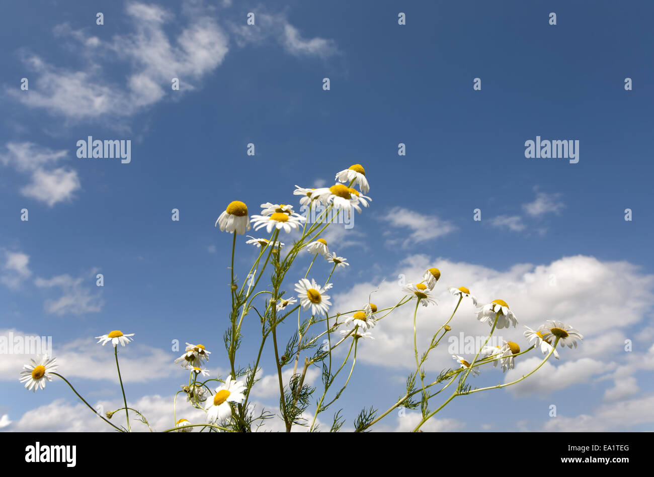 Camomile Stock Photo - Alamy Camomile Stock Photo - Alamy