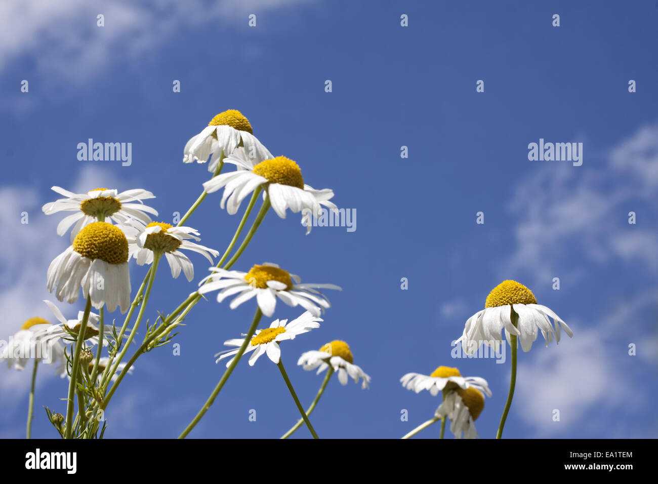 Camomile Stock Photo - Alamy Camomile Stock Photo - Alamy