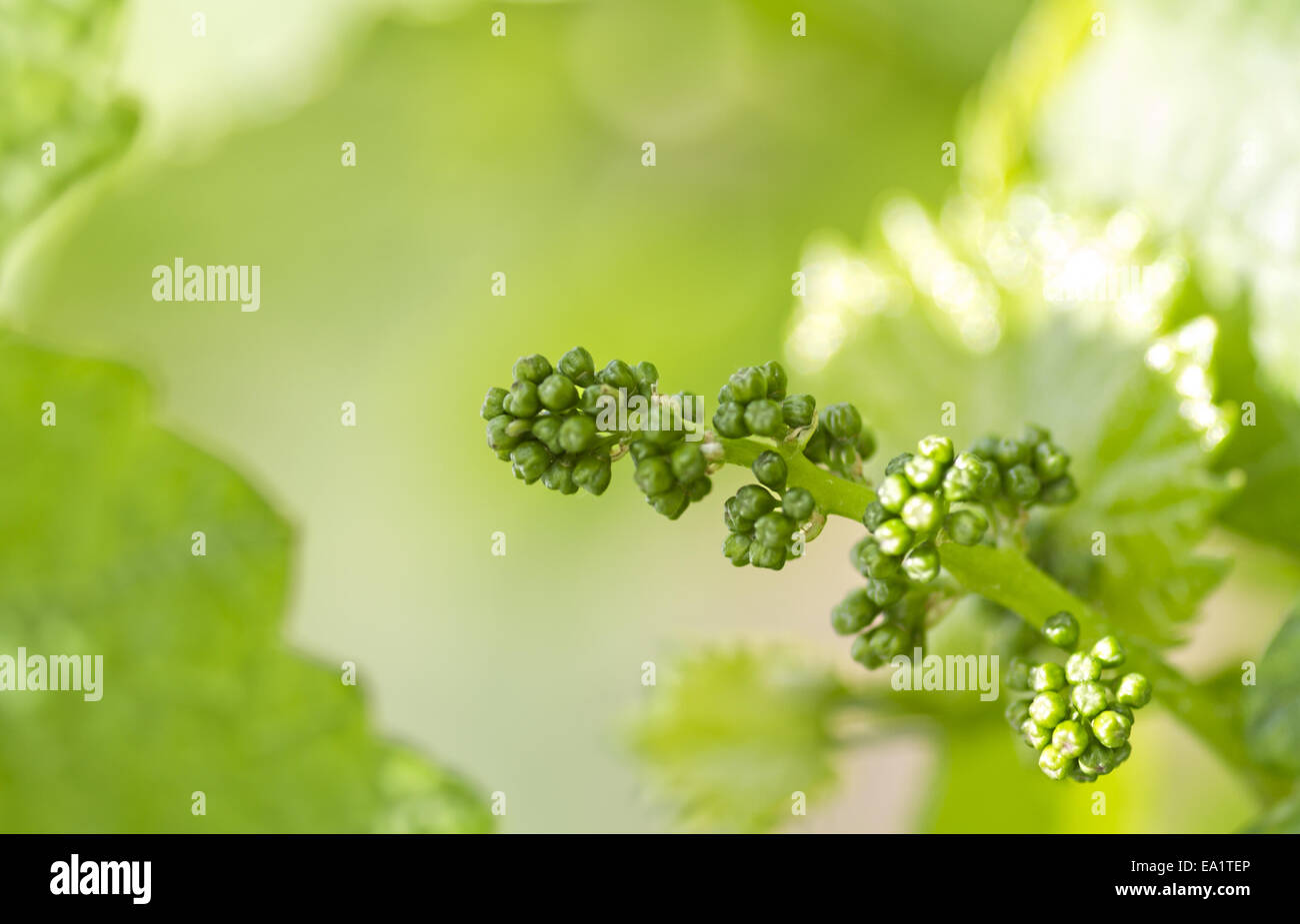 Flower buds of grapevine Stock Photo - Alamy