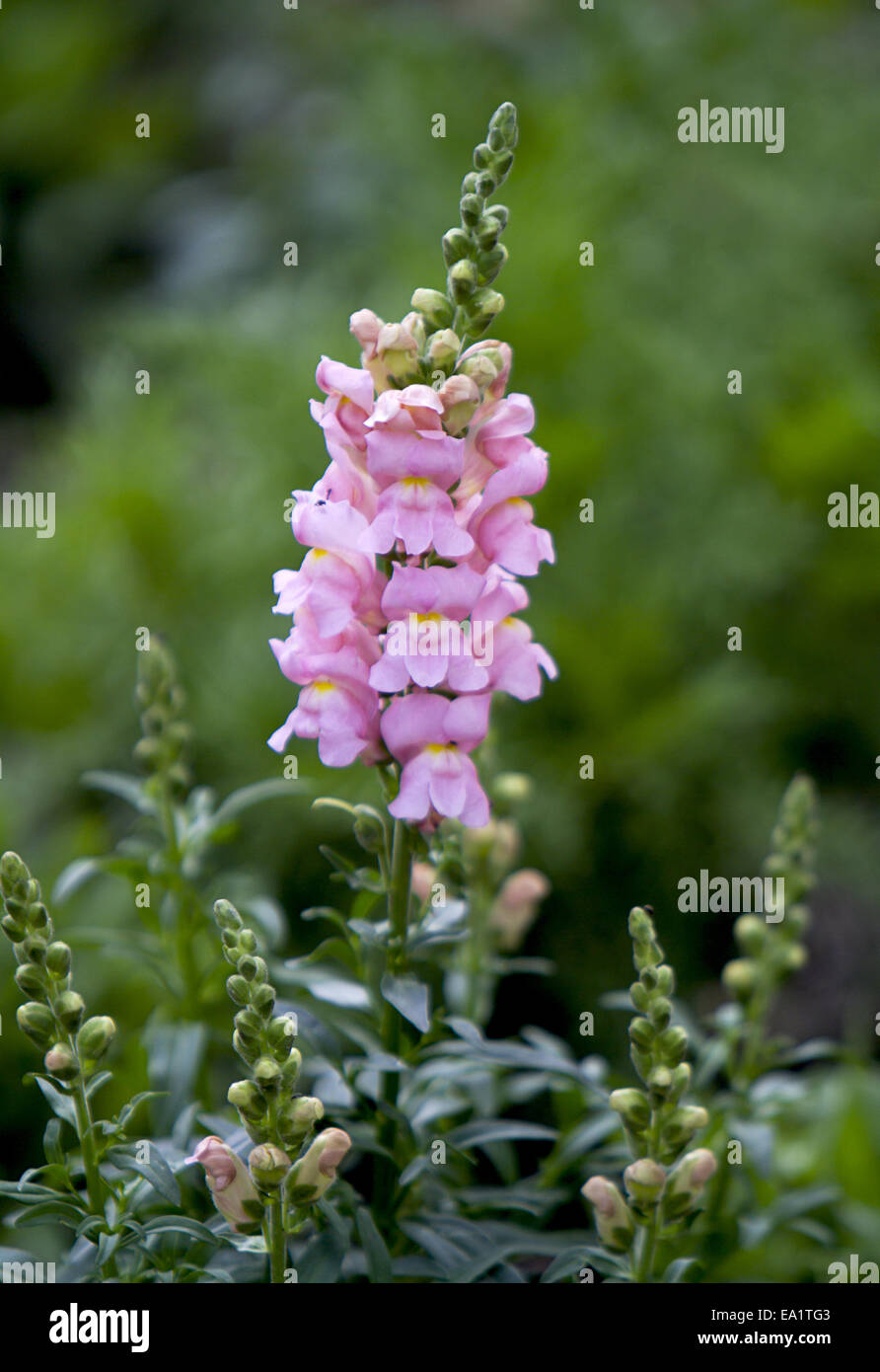 Snapdragons hi-res stock photography and images - Alamy