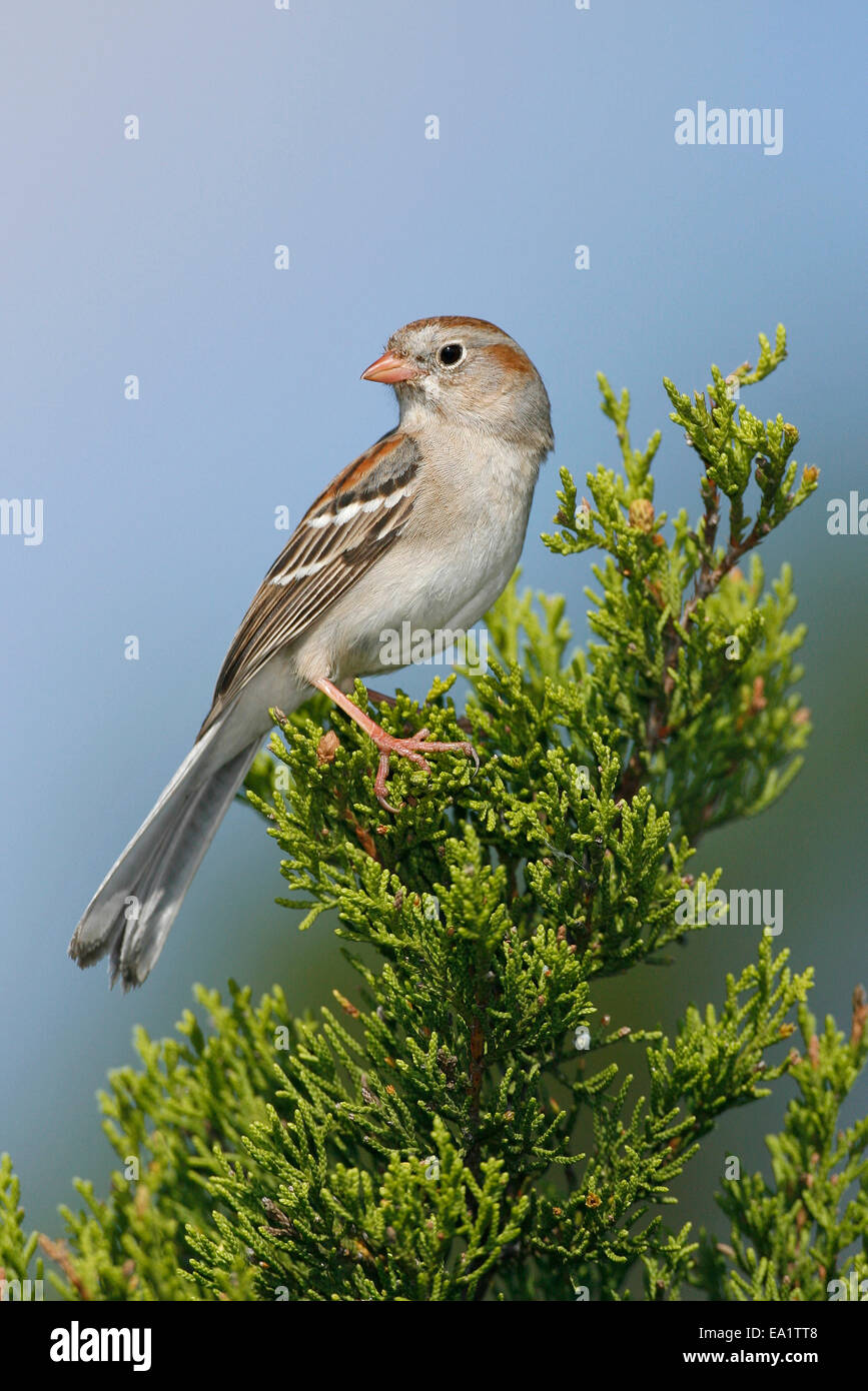 Field Sparrow - Spizella pusilla Stock Photo - Alamy