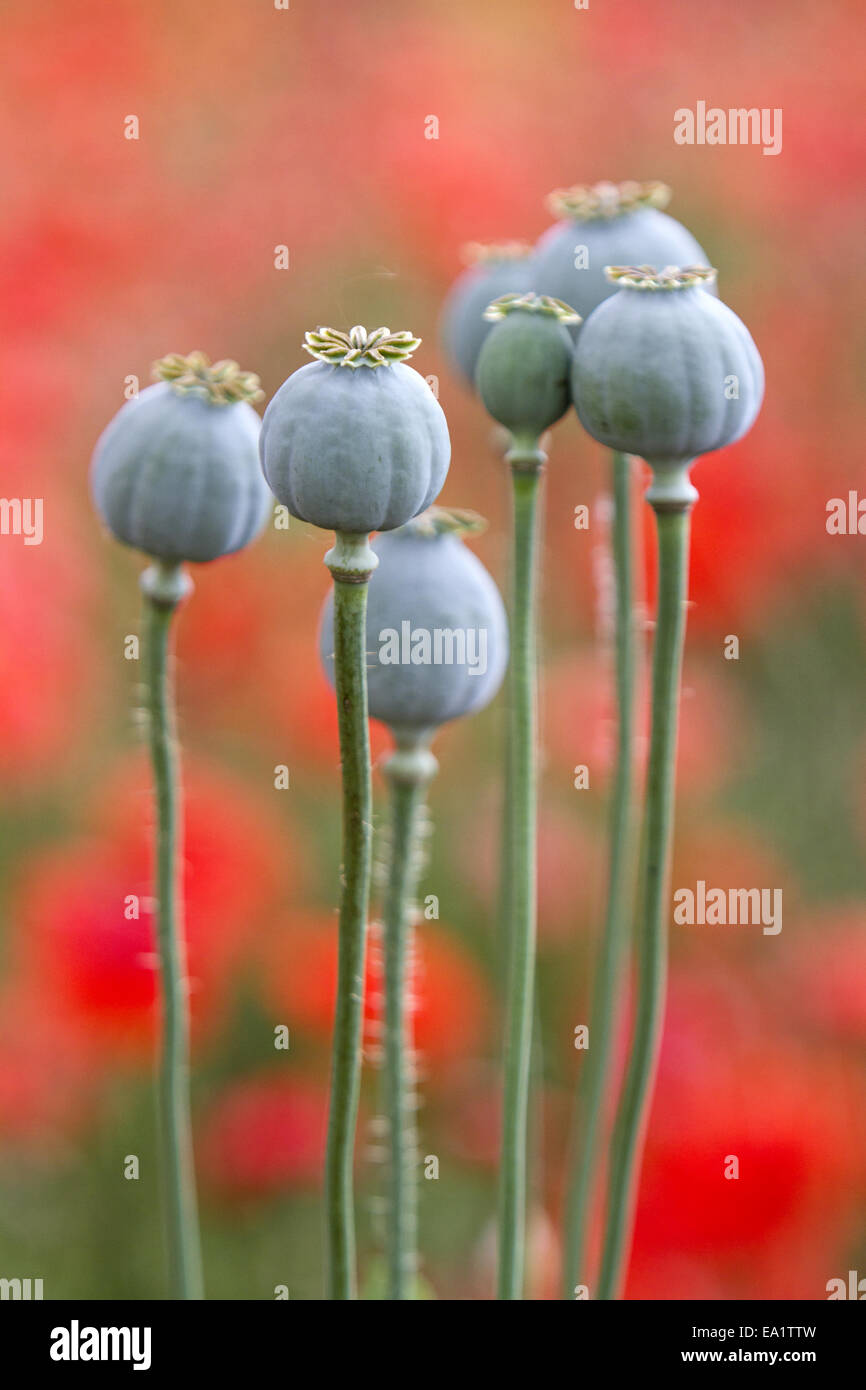 Opium poppy capsules Stock Photo - Alamy