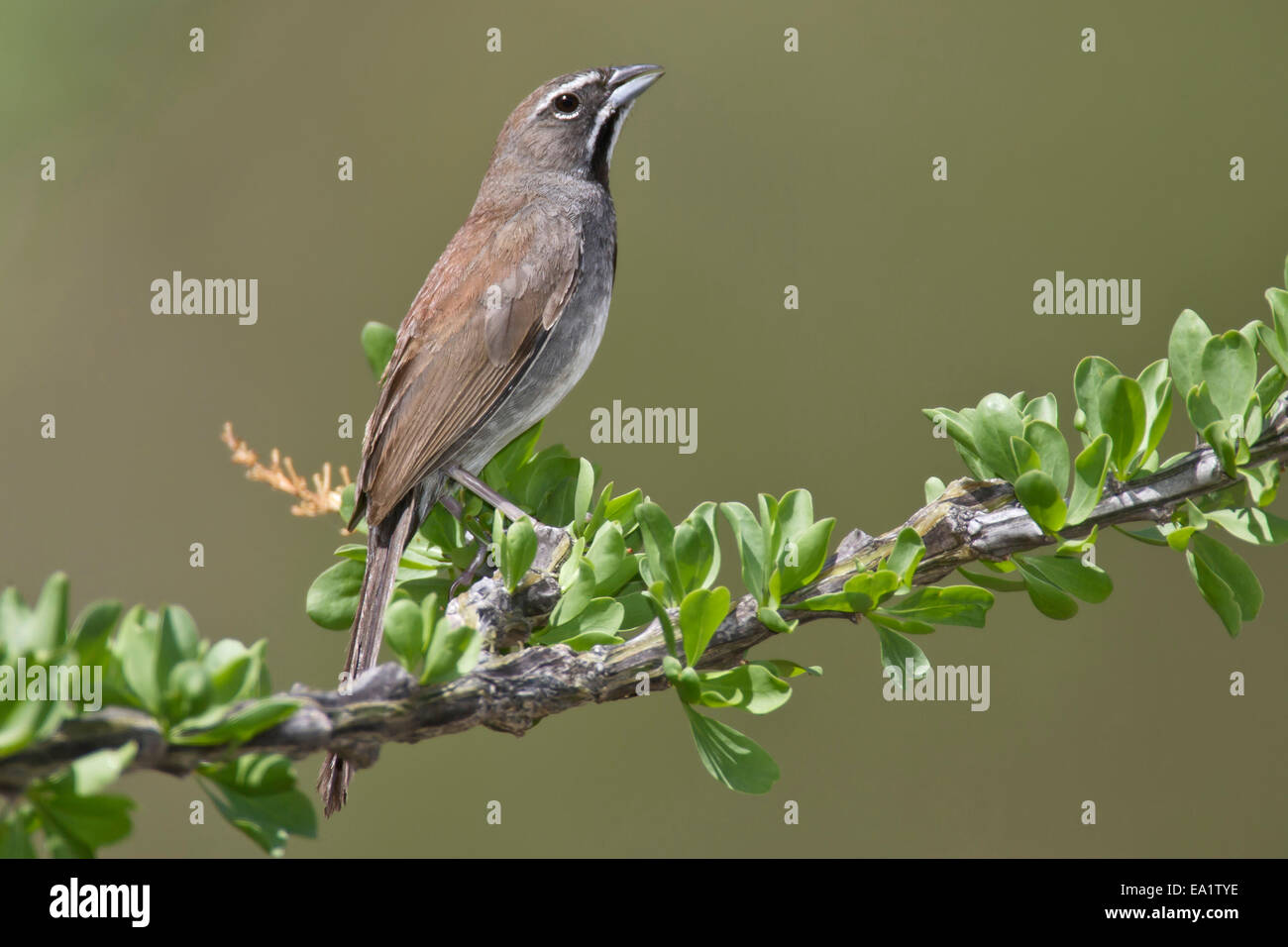 Five sparrows hi-res stock photography and images - Alamy