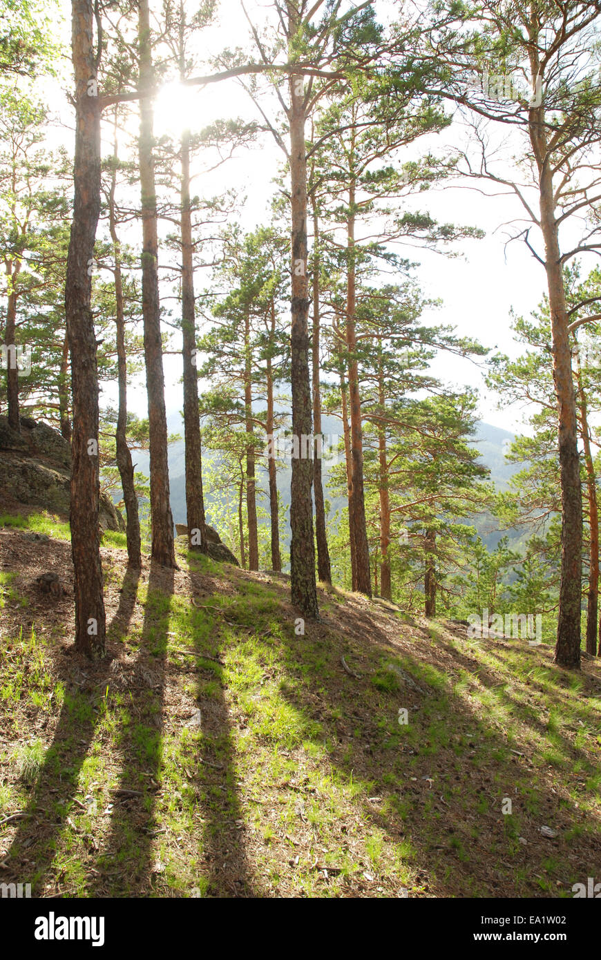 Beautiful landscape view coniferous forest hi-res stock photography and ...