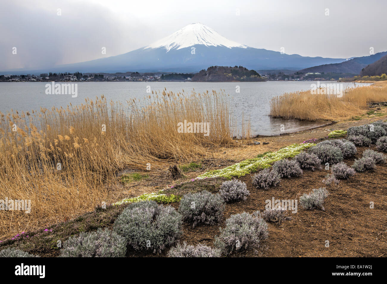 Golden fuji hi-res stock photography and images - Alamy