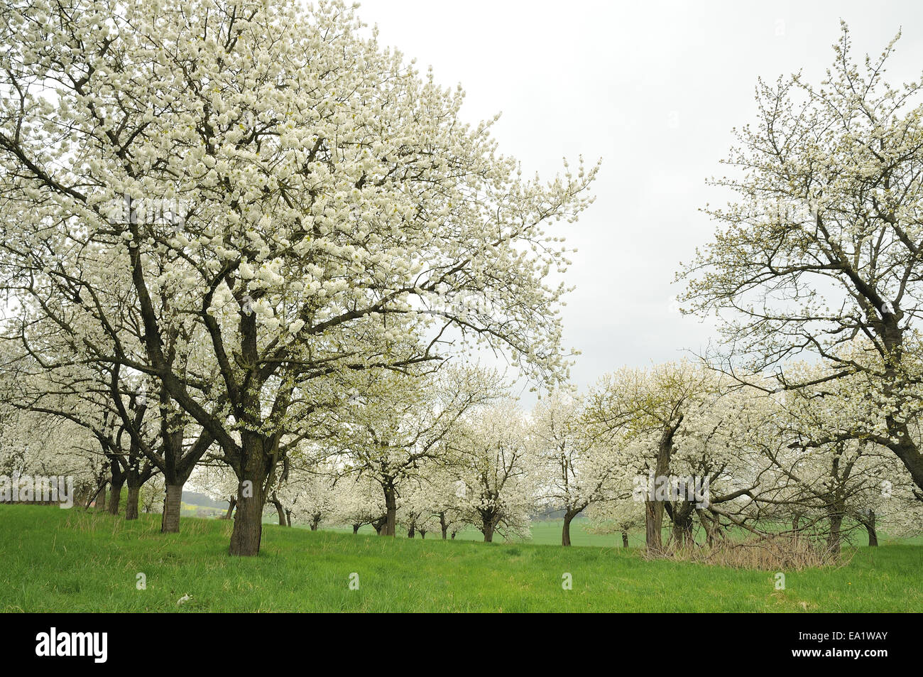 Row of cherry trees hi-res stock photography and images - Alamy