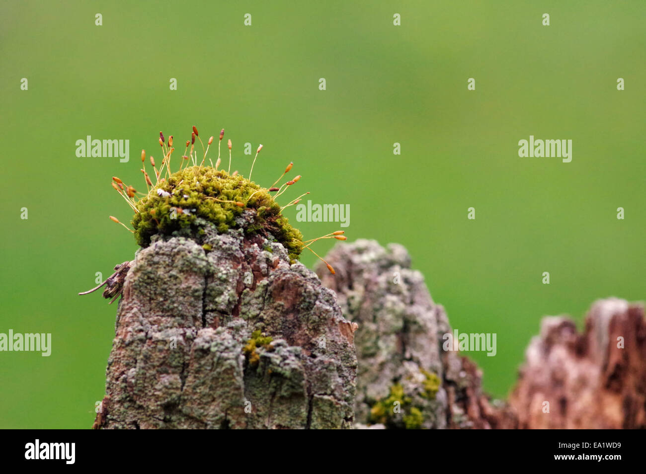 Nature in springtime Stock Photo - Alamy