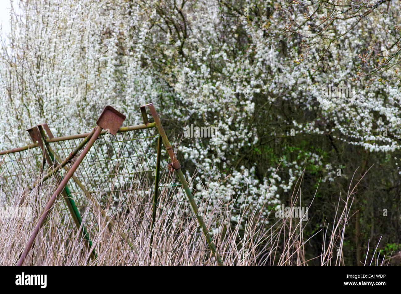 Nature in springtime Stock Photo - Alamy