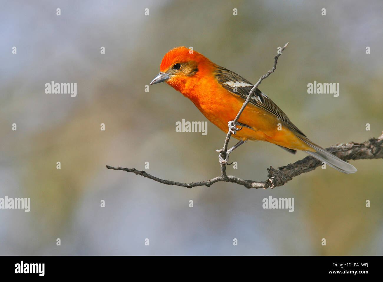 Flame colored hi-res stock photography and images - Alamy