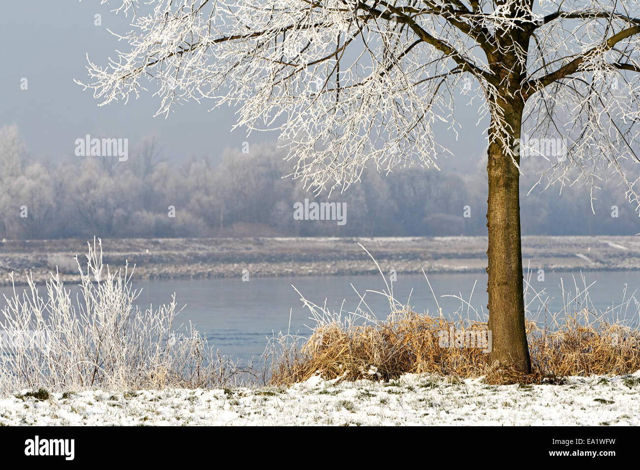 Winter busch hi-res stock photography and images - Alamy