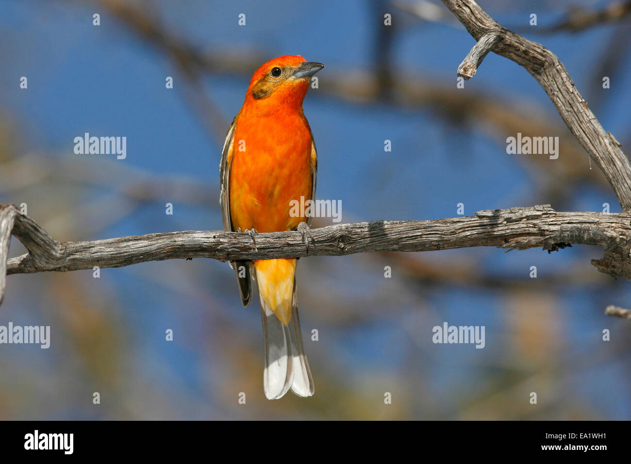 Flame-colored Tanager - Piranga bidentata - male Stock Photo - Alamy