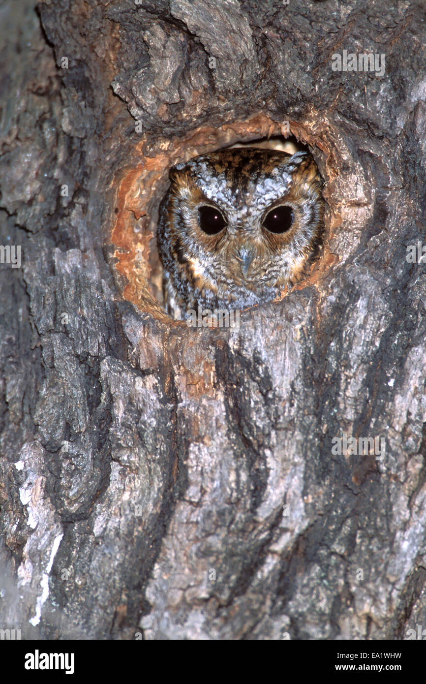Flammulated Owl - Otus flammeolus Stock Photo - Alamy