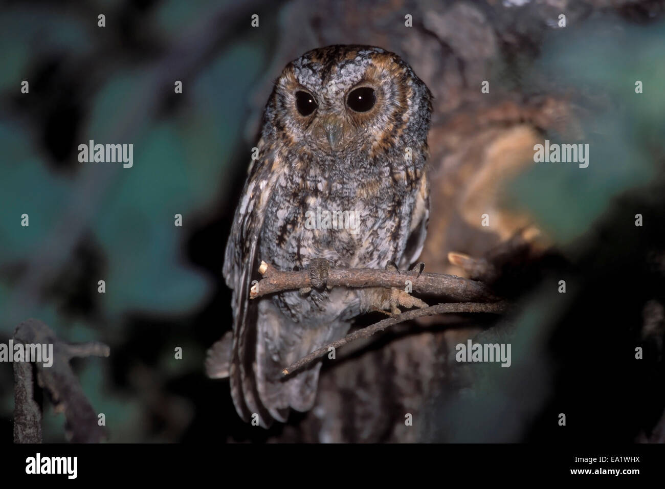 Flammulated Owl - Otus flammeolus Stock Photo - Alamy