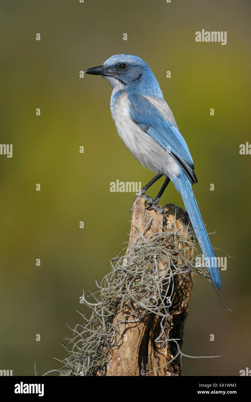 North american scrub jays hi-res stock photography and images - Alamy
