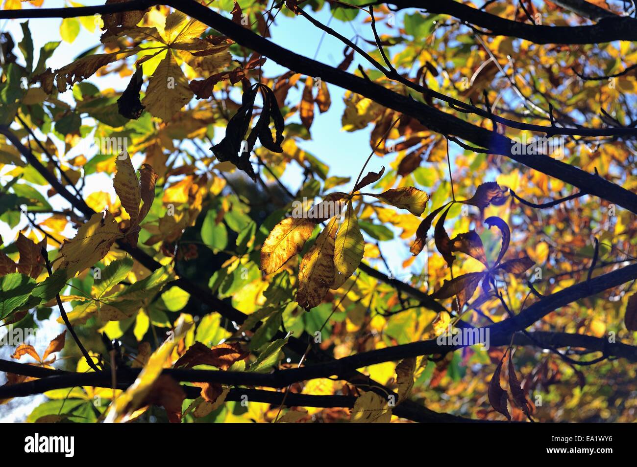 Glasgow, Scotland, UK. 05th Nov, 2014. Vibrant colours light up the ...