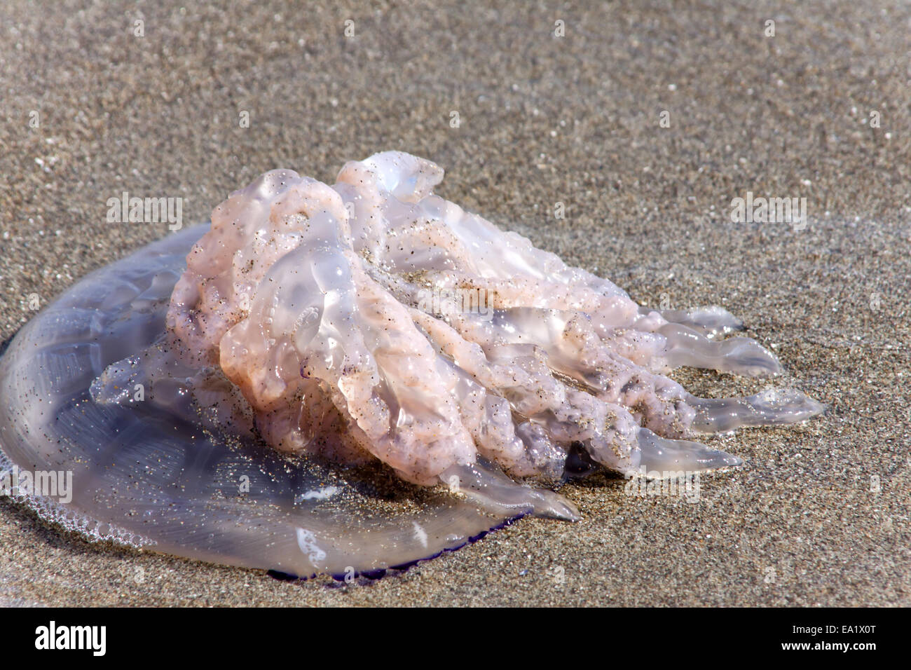 Jelly fish hi-res stock photography and images - Alamy