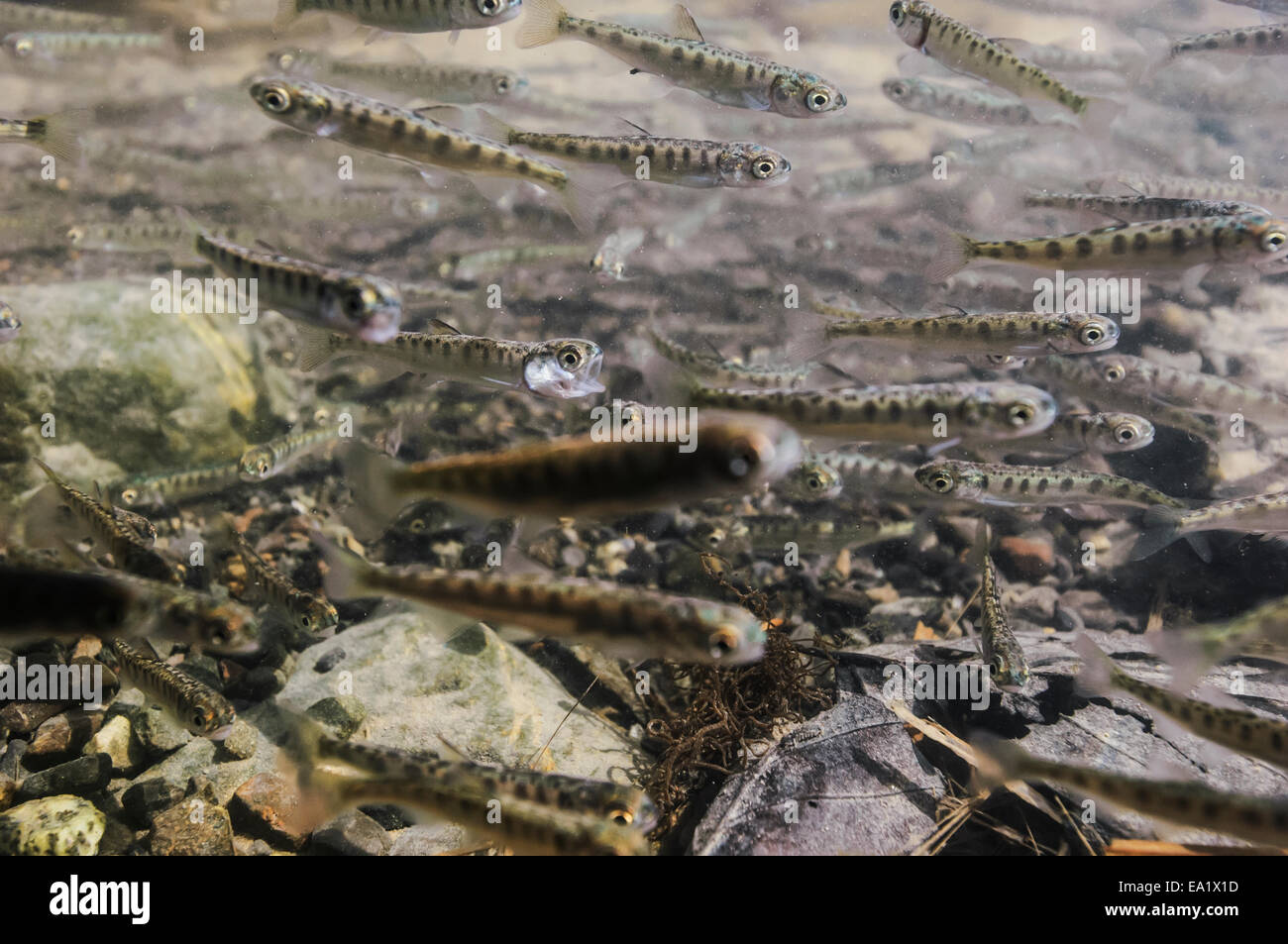 Freshwater fish salmonidae hi-res stock photography and images - Alamy