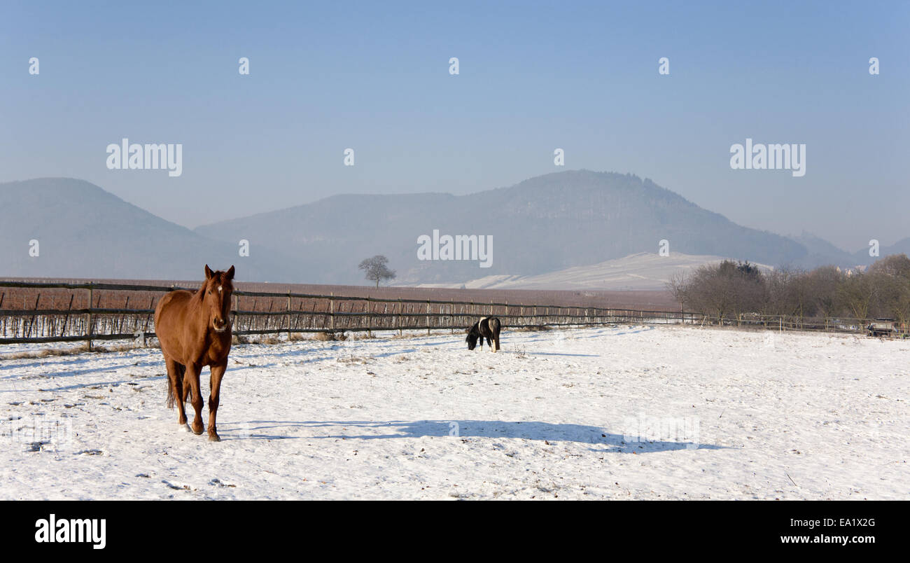 Paddock in winter Stock Photo - Alamy