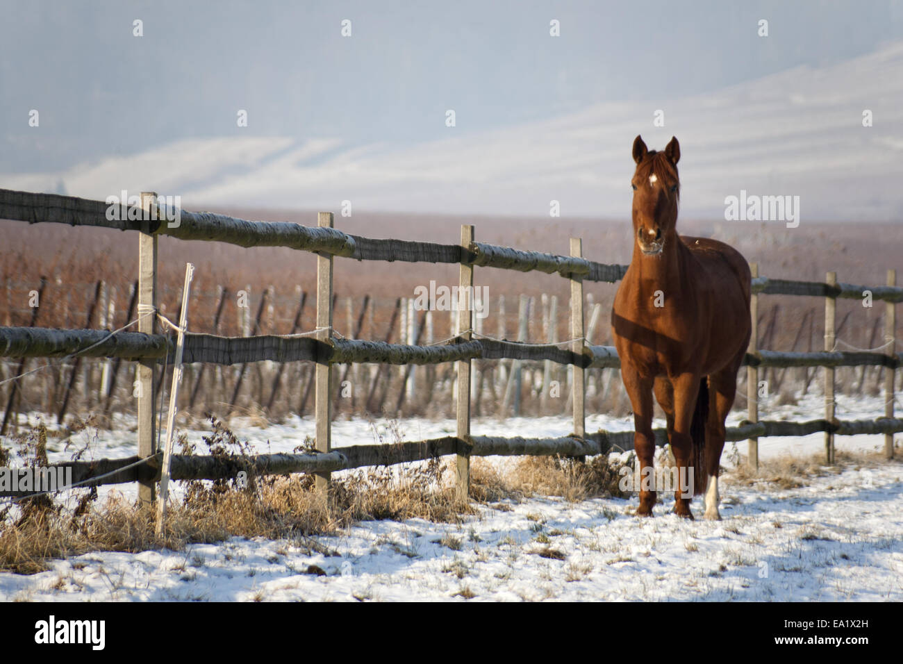 Paddock in winter Stock Photo - Alamy