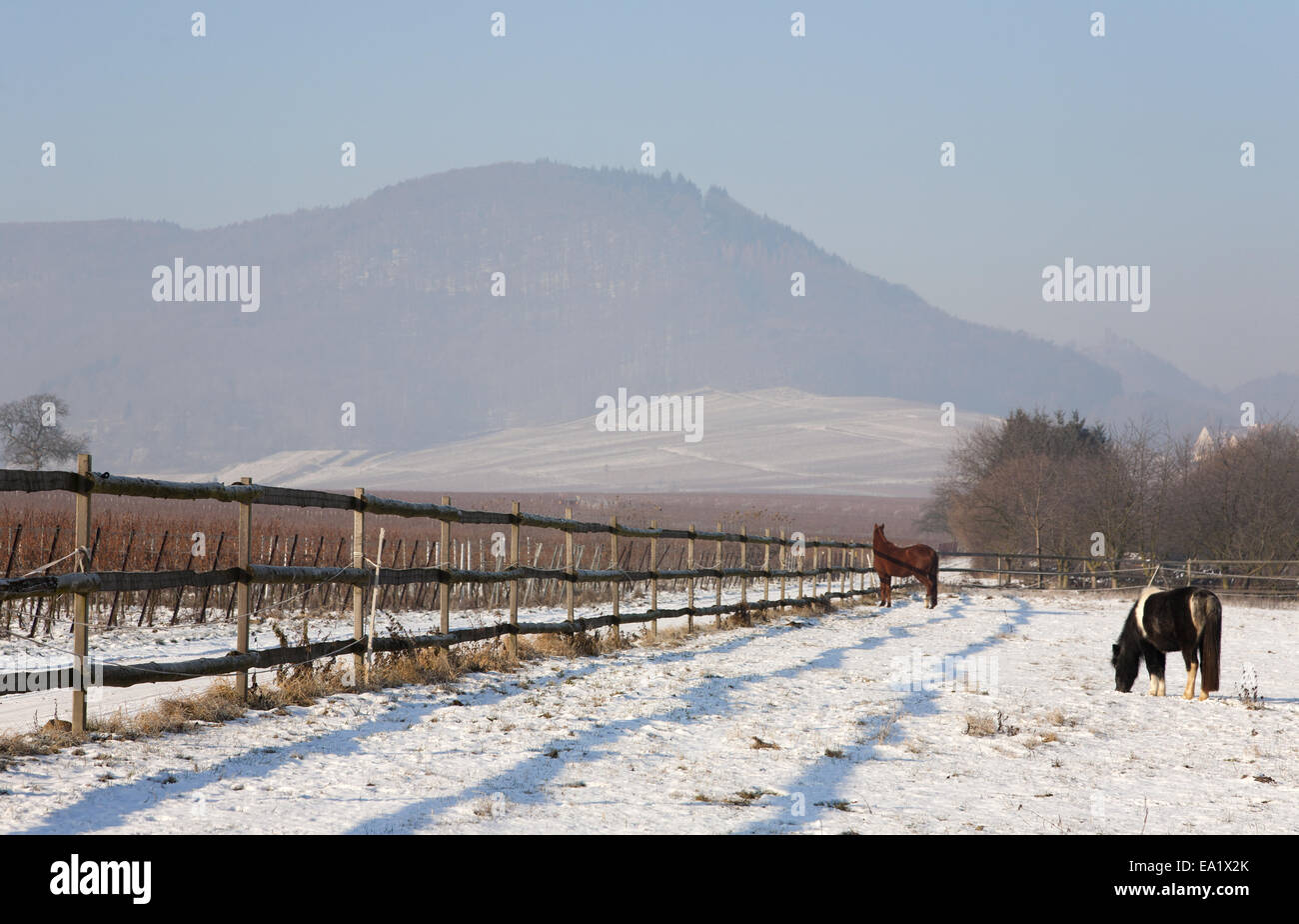Paddock in winter Stock Photo - Alamy