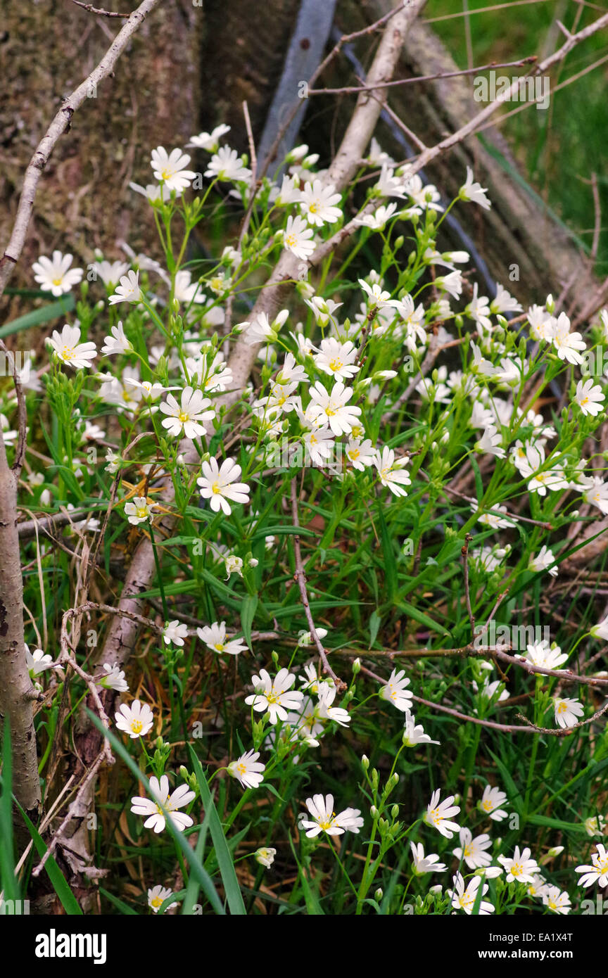 Nature in springtime Stock Photo - Alamy