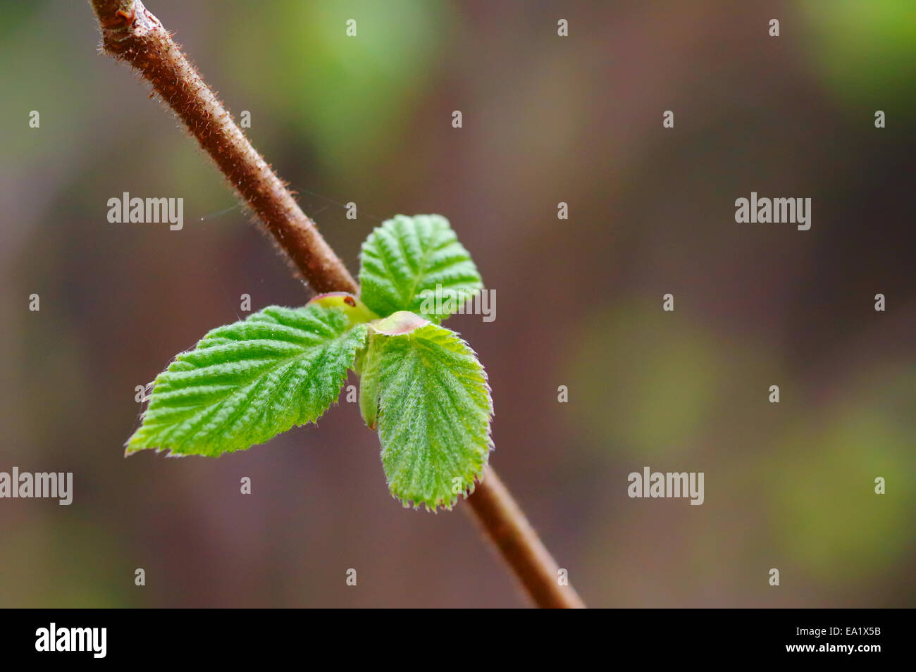 Nature in springtime Stock Photo - Alamy