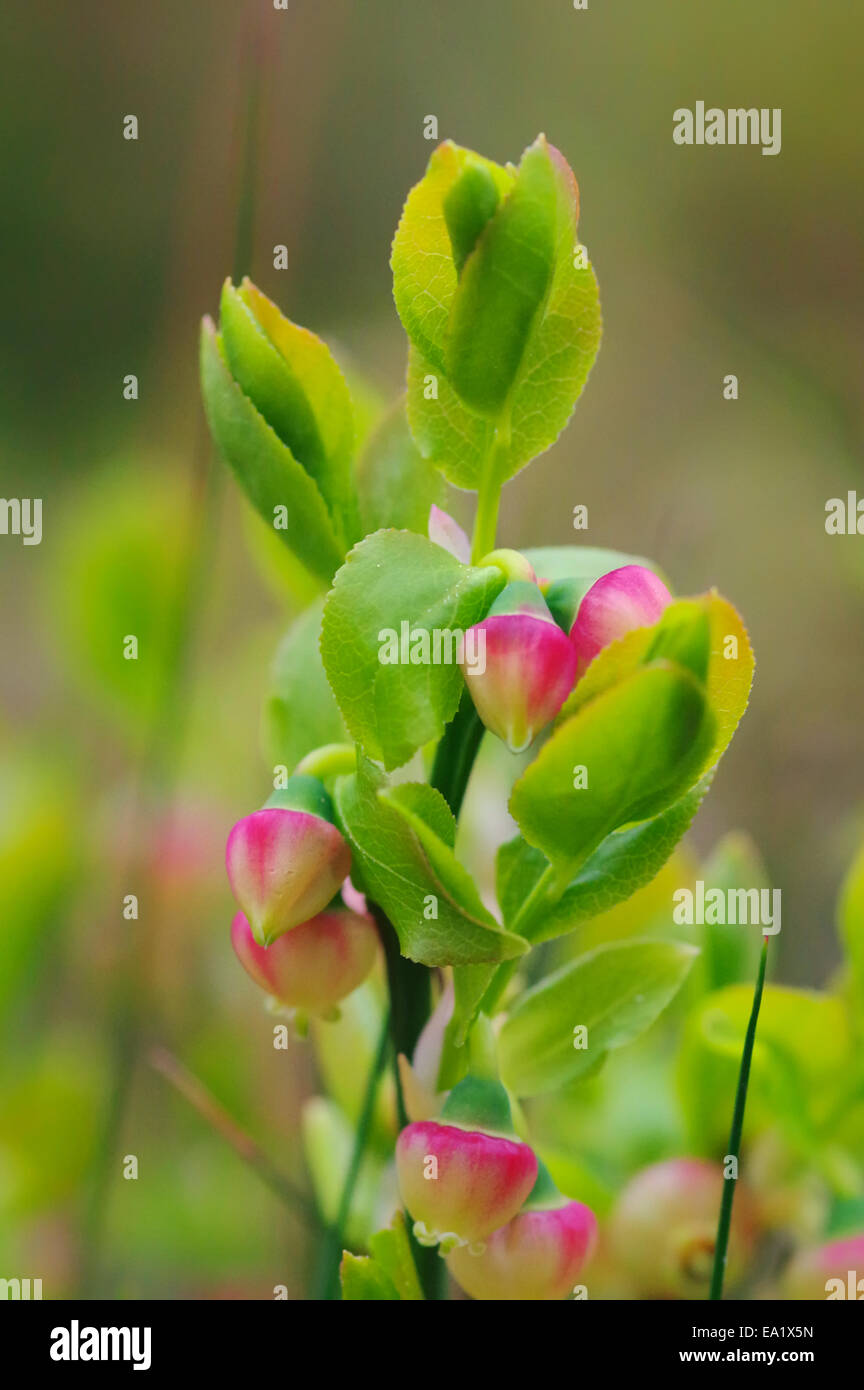 Nature in springtime Stock Photo - Alamy
