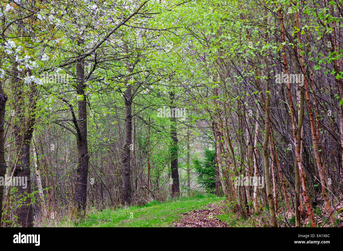 Nature in springtime Stock Photo - Alamy