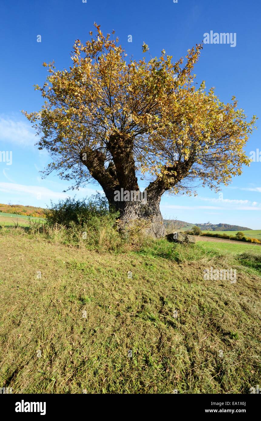 1000 years of history hi-res stock photography and images - Alamy