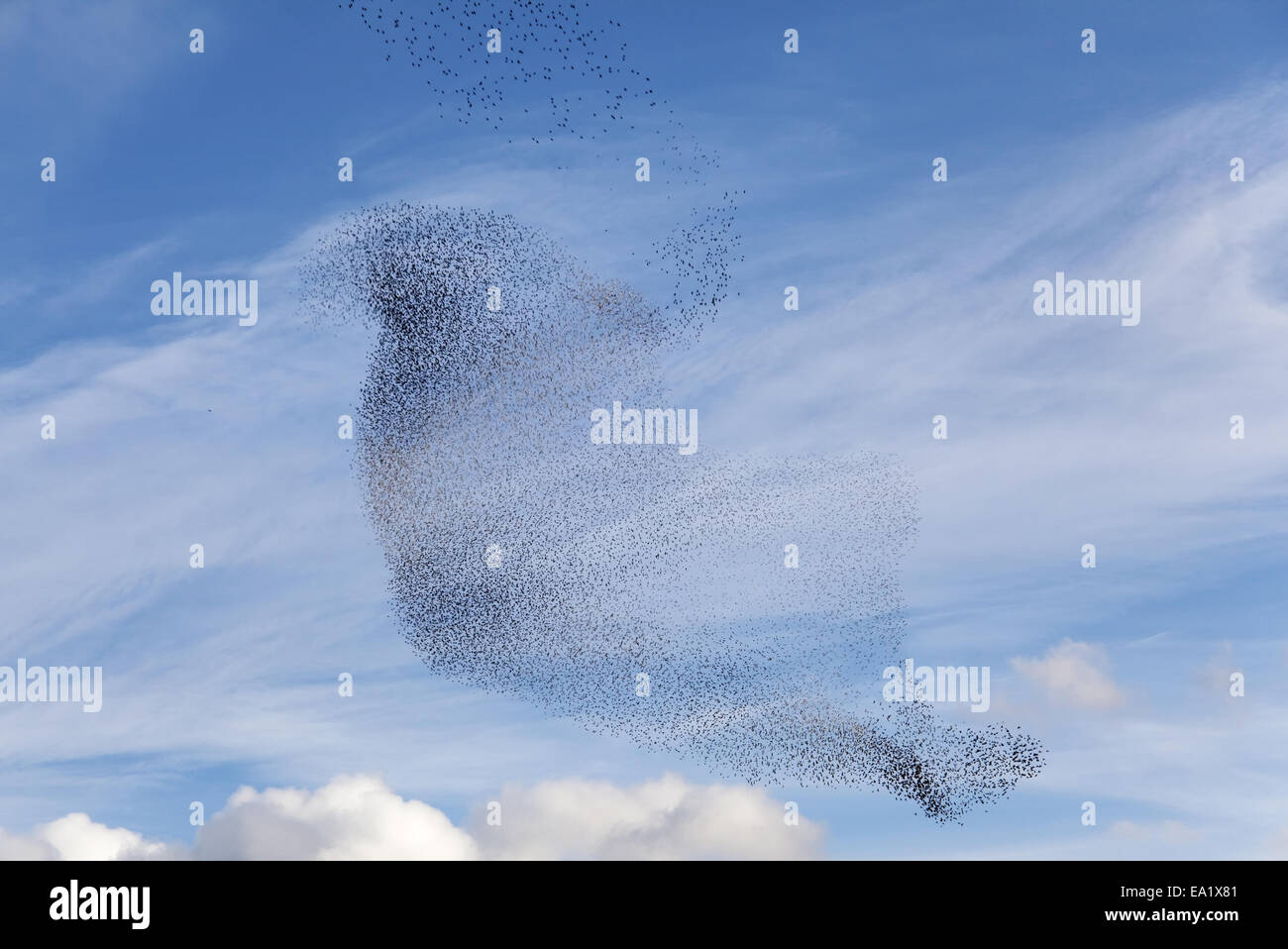 Dance of the Birds Stock Photo - Alamy
