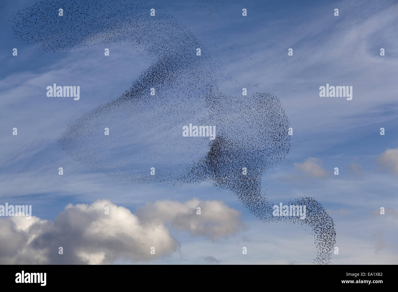 Invasion bird hi-res stock photography and images - Alamy