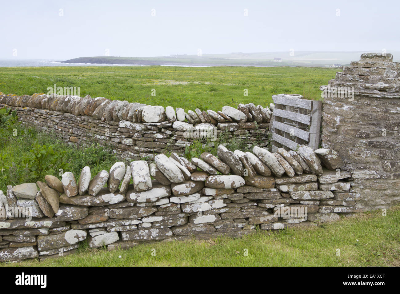 Stone walls in the Orkney Islands Stock Photo - Alamy