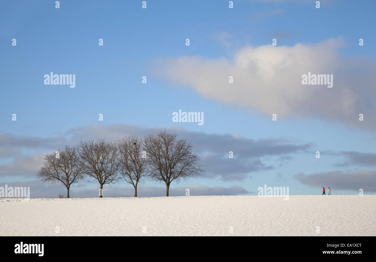 Walnut trees in winter Stock Photo - Alamy