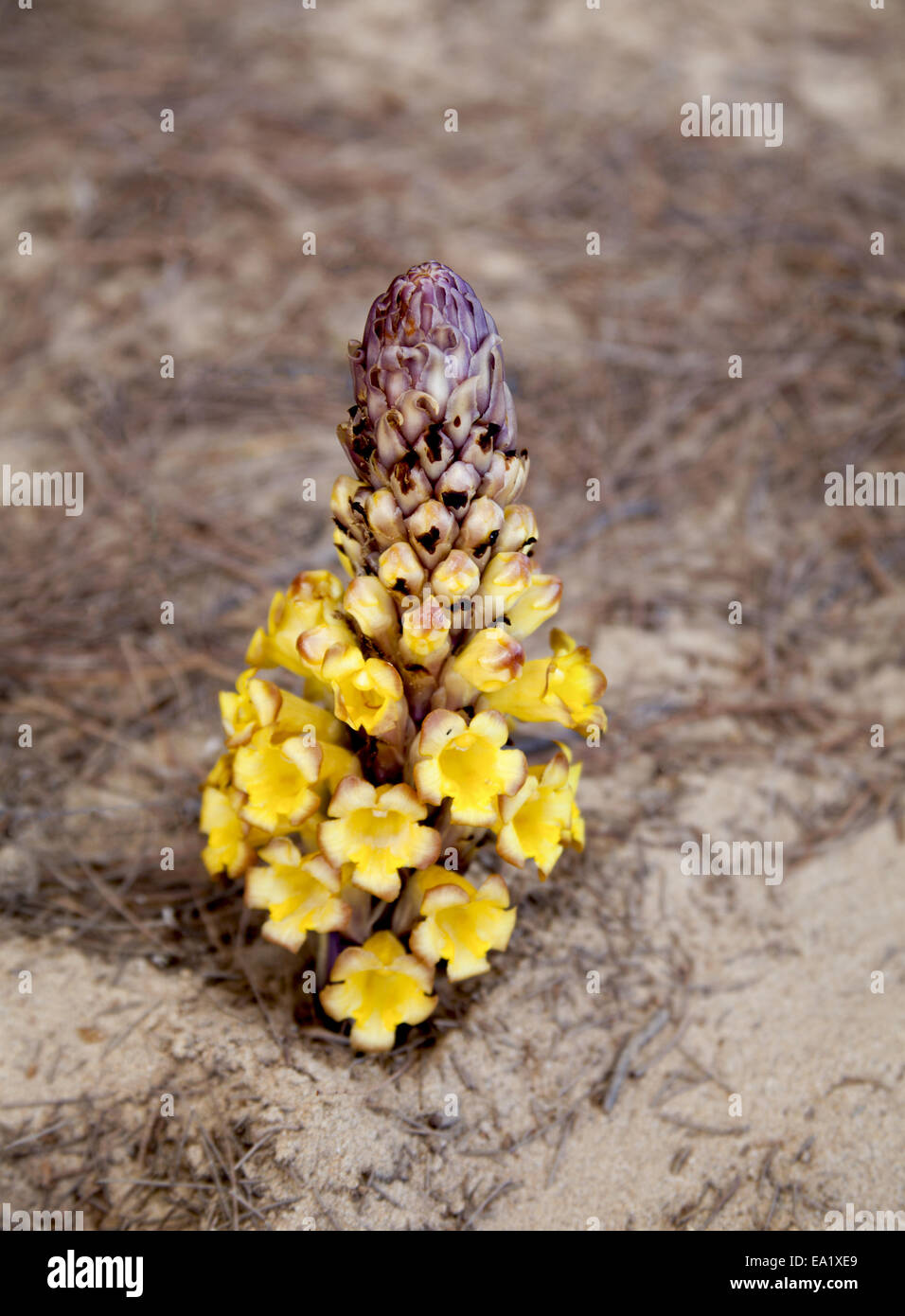 Cistanche hi-res stock photography and images - Alamy