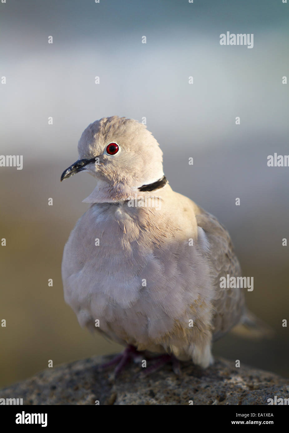 African collard dove hi-res stock photography and images - Alamy