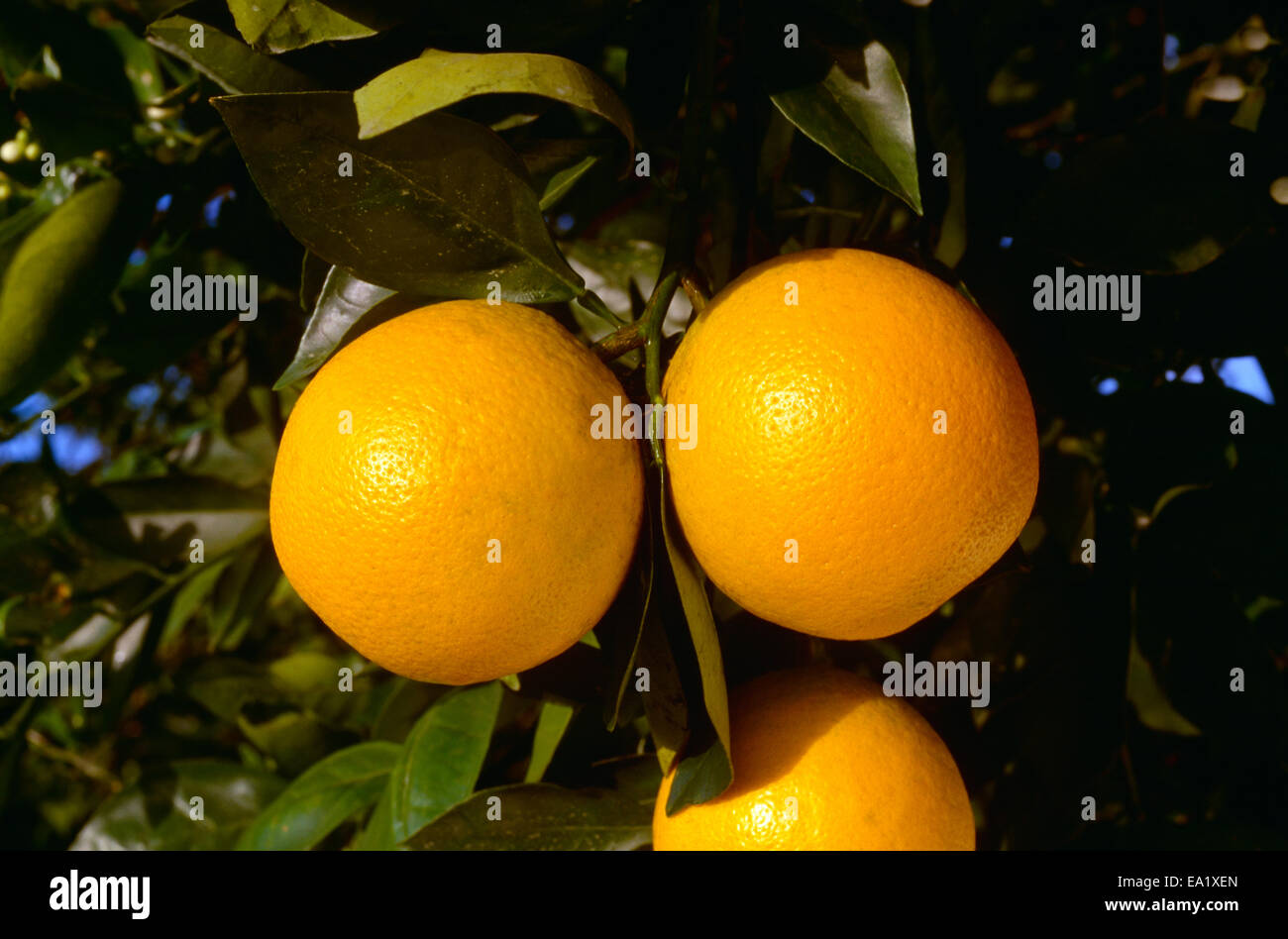 Ripe mature ready pick hi-res stock photography and images - Alamy