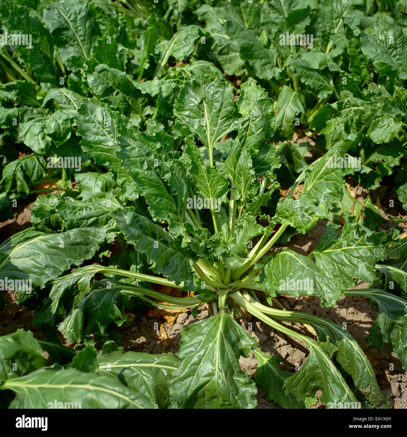 Mature sugar beet field hi-res stock photography and images - Alamy