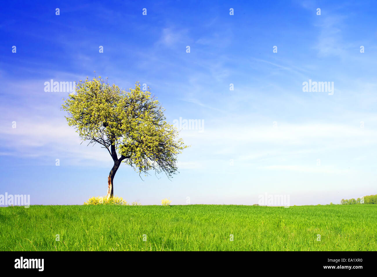 Fruit tree bloom Stock Photo - Alamy