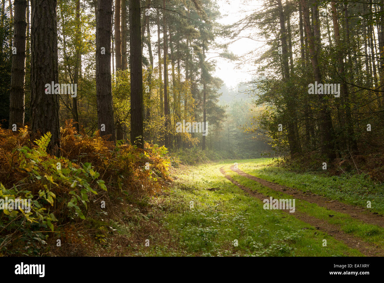 Autumn in Sherwood Forest, Nottinghamshire England UK Stock Photo - Alamy