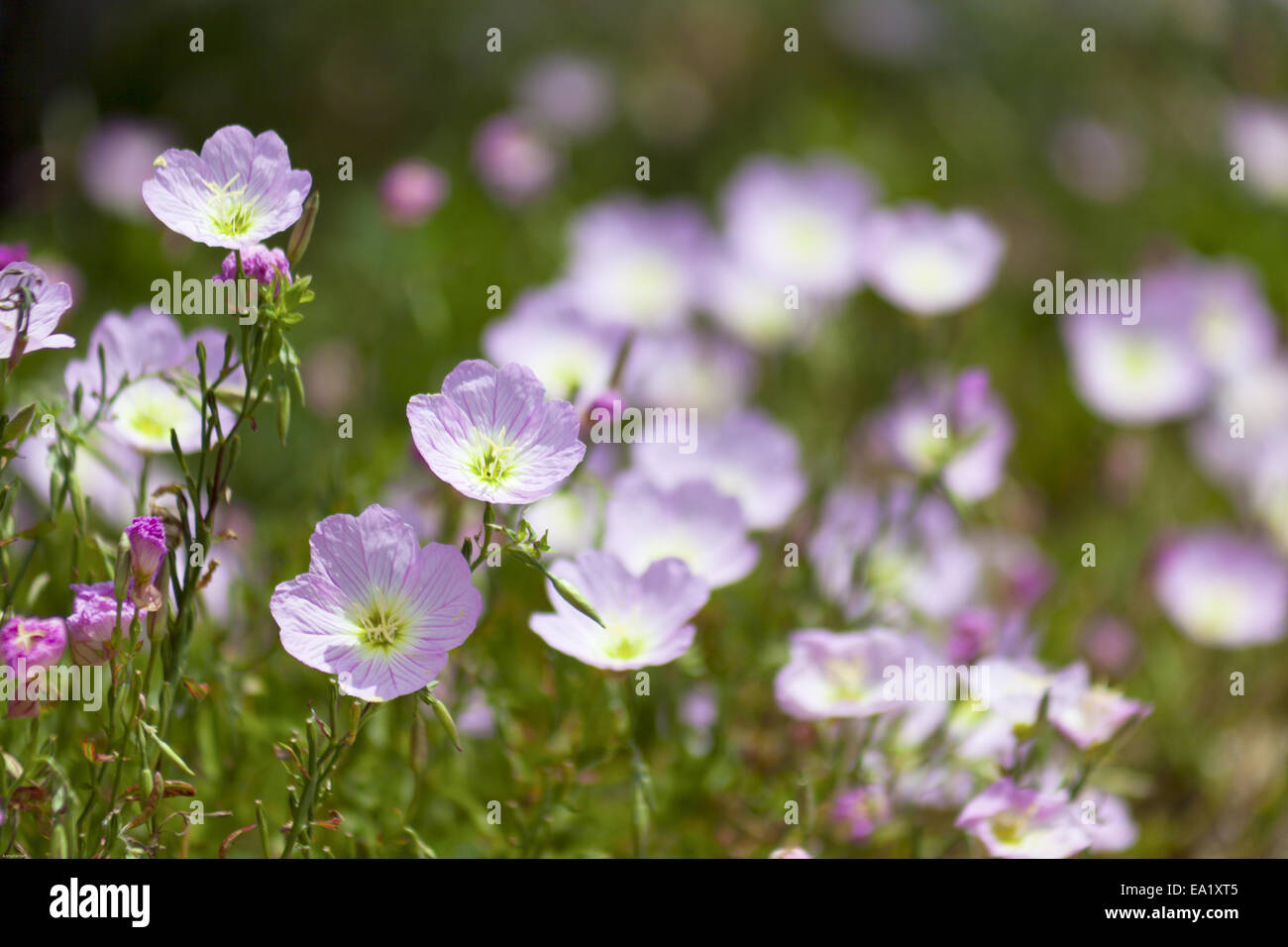 Pink evening primrose hi-res stock photography and images - Alamy