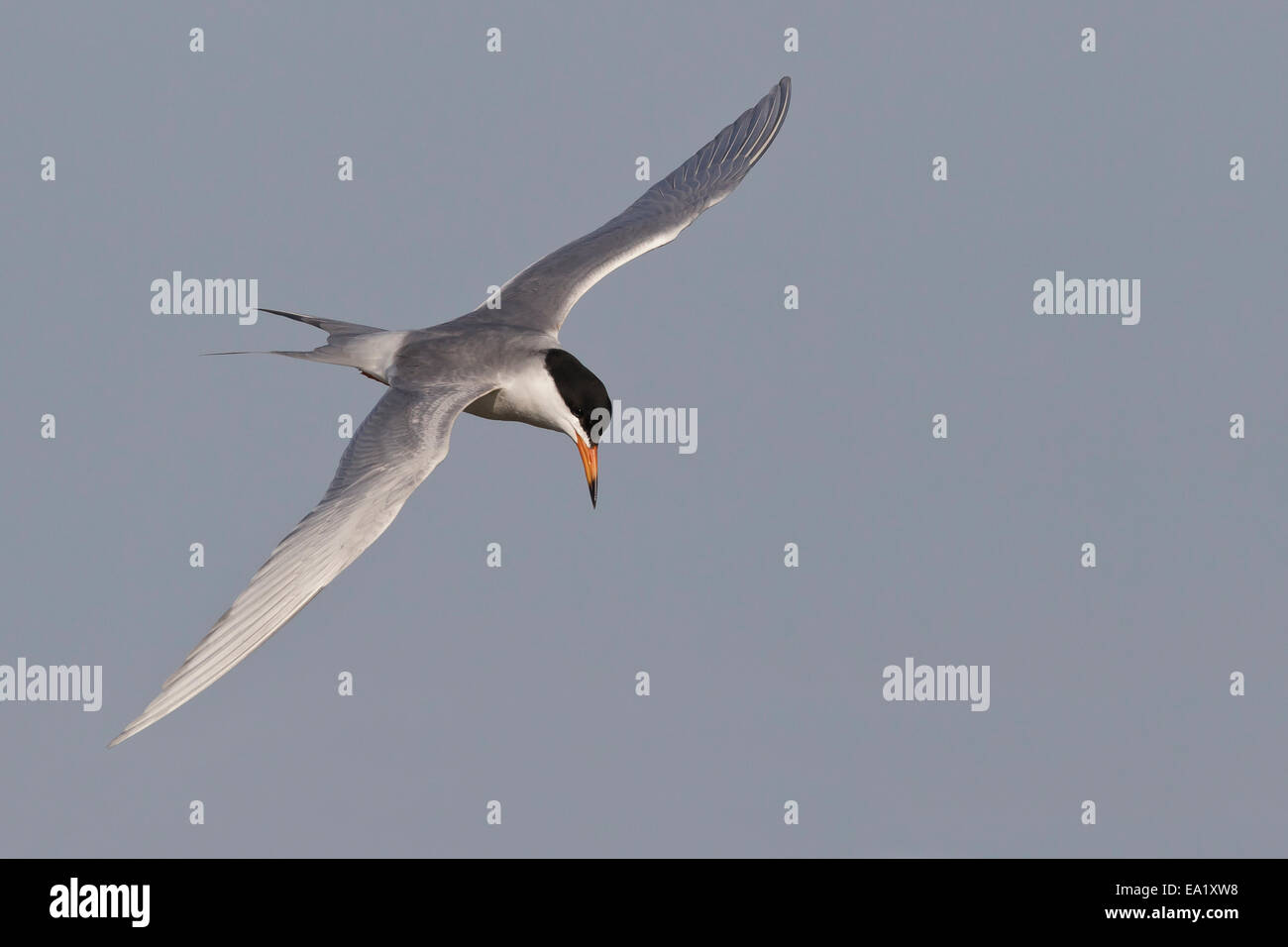 Forster's Tern - Sterna forsteri - Adult breeding Stock Photo - Alamy