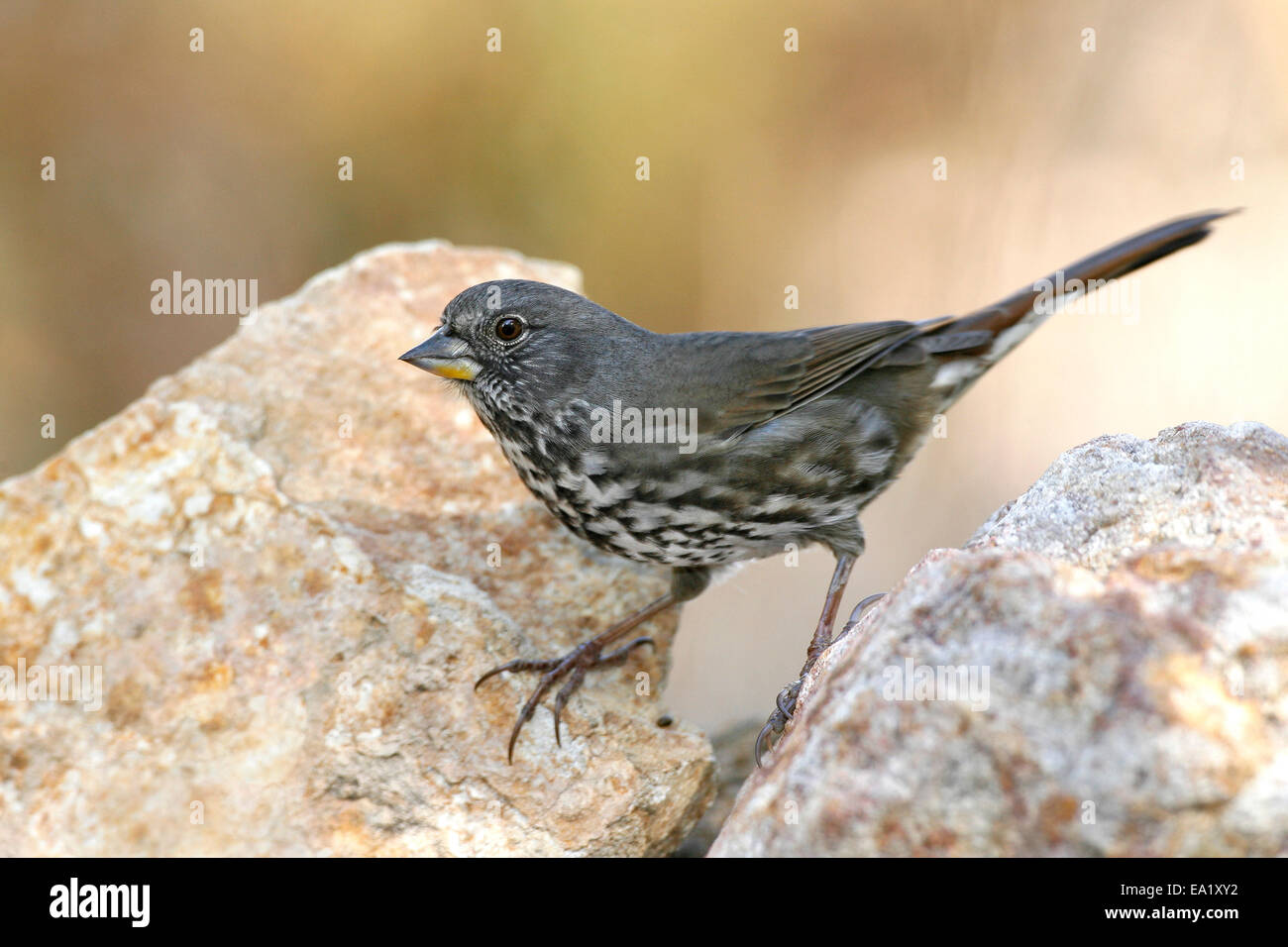 Fox sparrows hi-res stock photography and images - Alamy