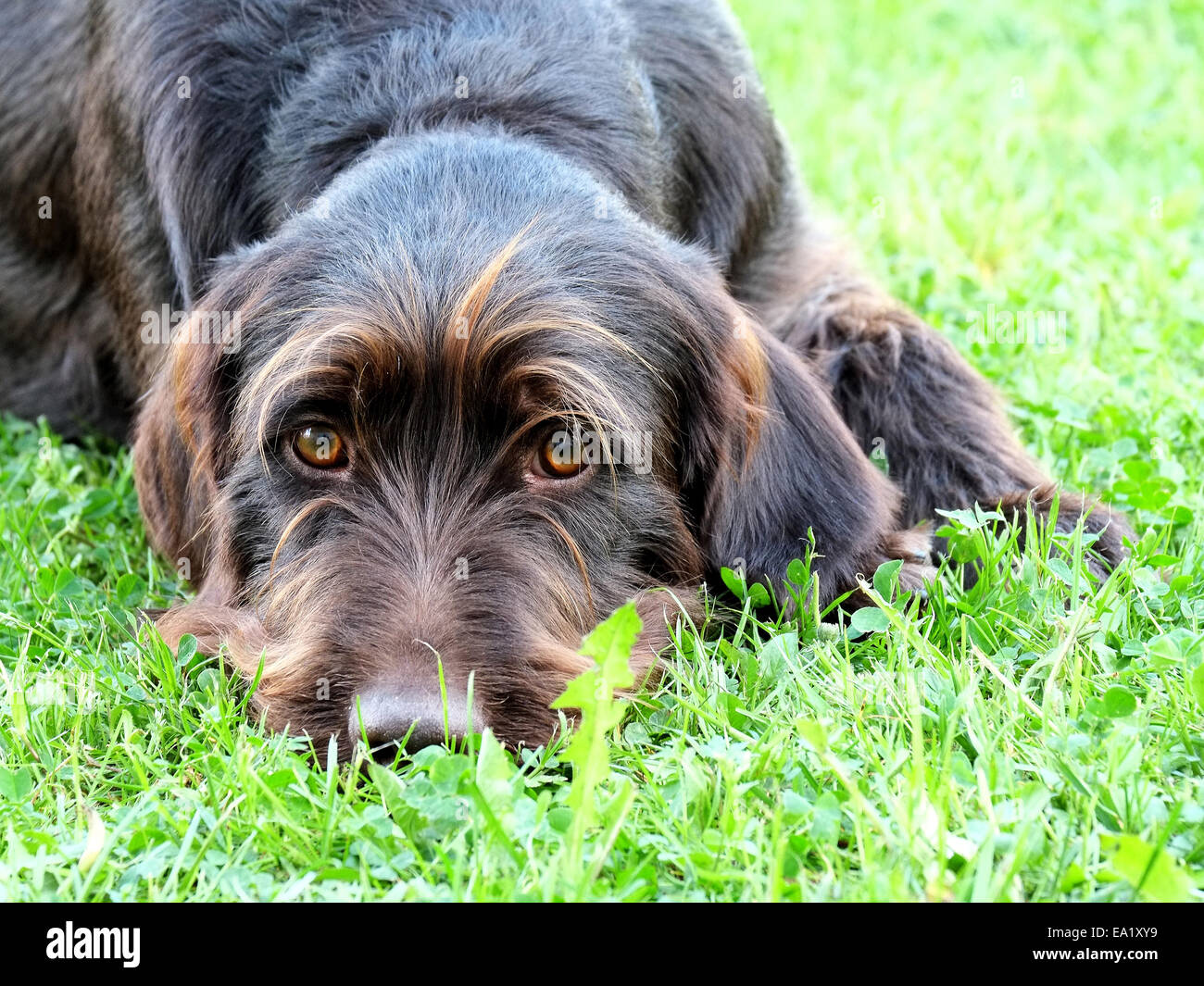 Poiting hi-res stock photography and images - Alamy