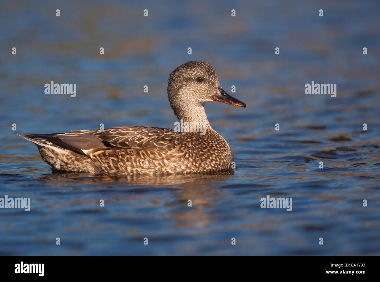 Female gadwall duck swimming hi-res stock photography and images - Alamy