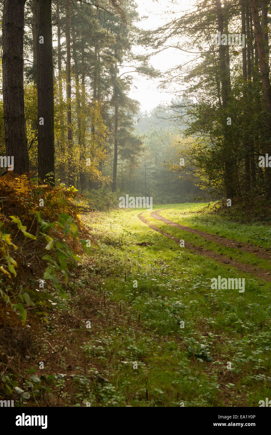 Nottinghamshire woodland hi-res stock photography and images - Alamy