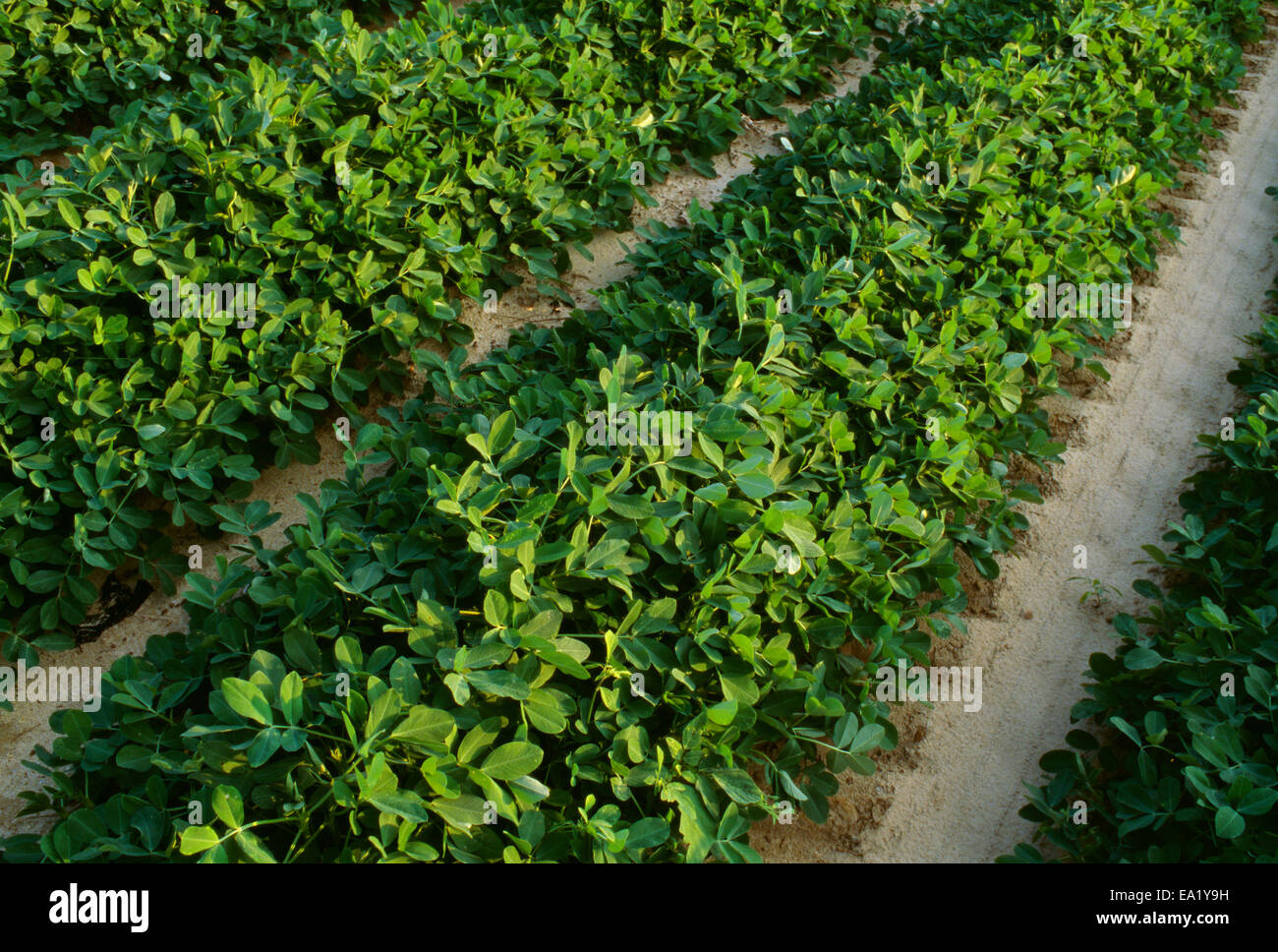 Agriculture - Rows of healthy mid growth peanuts / Georgia, USA Stock ...