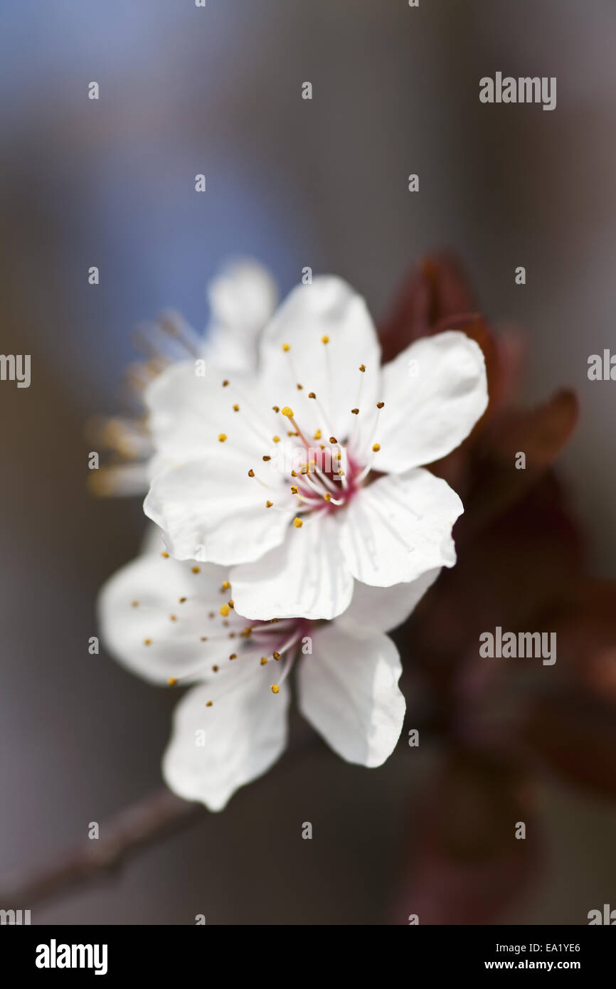 Blood plum hi-res stock photography and images - Alamy