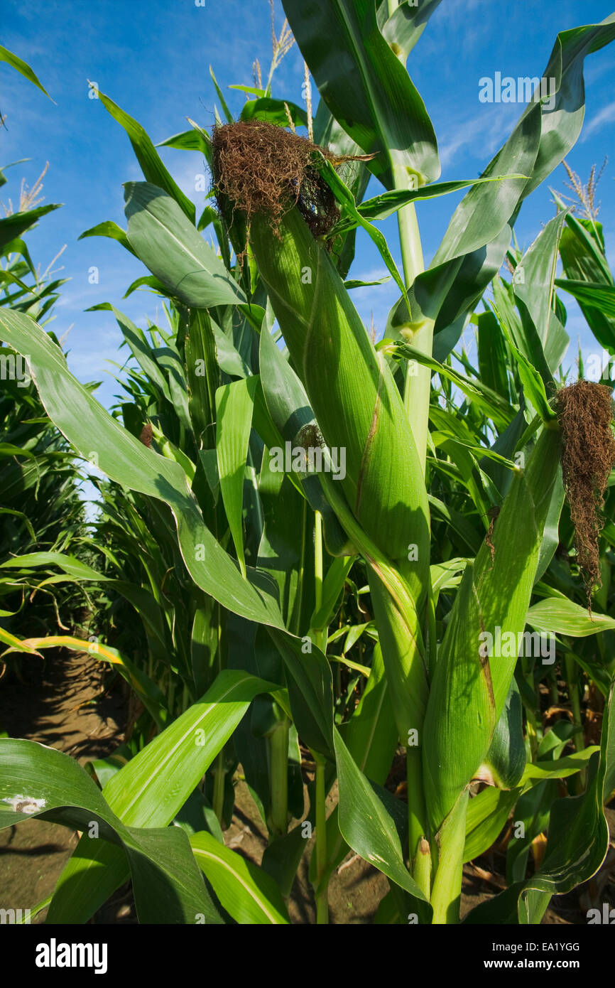Agriculture - Mid growth grain corn plants with the ears at the Stock ...