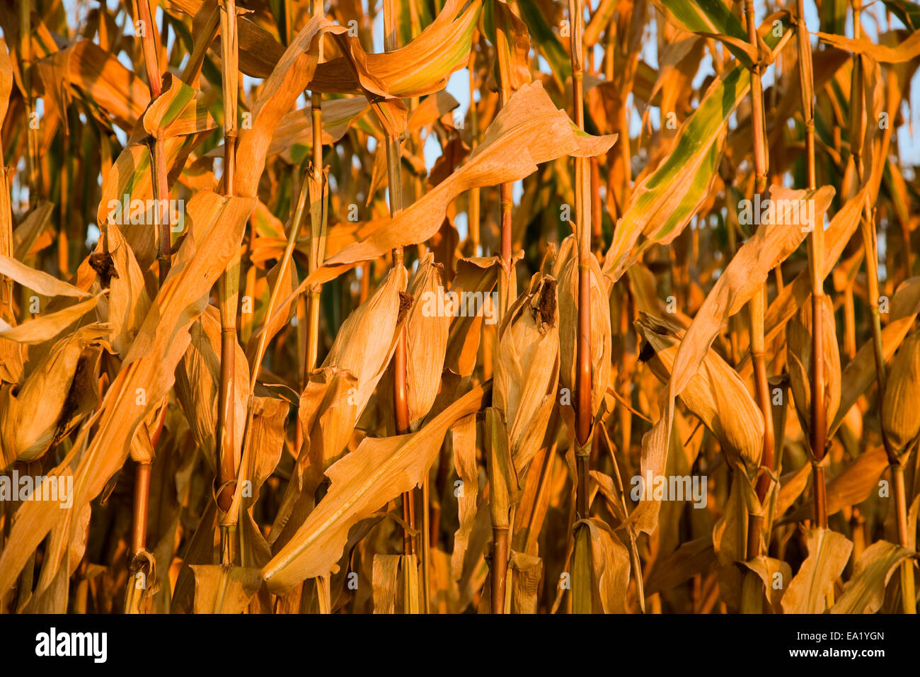 Agriculture - Stand of mature grain corn plants at harvest stage ...